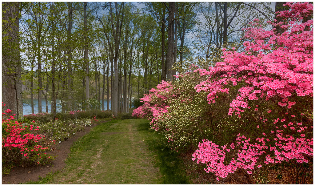 On Sunday May 2 we went back to Brighton Dam to catch the azaleas in ...